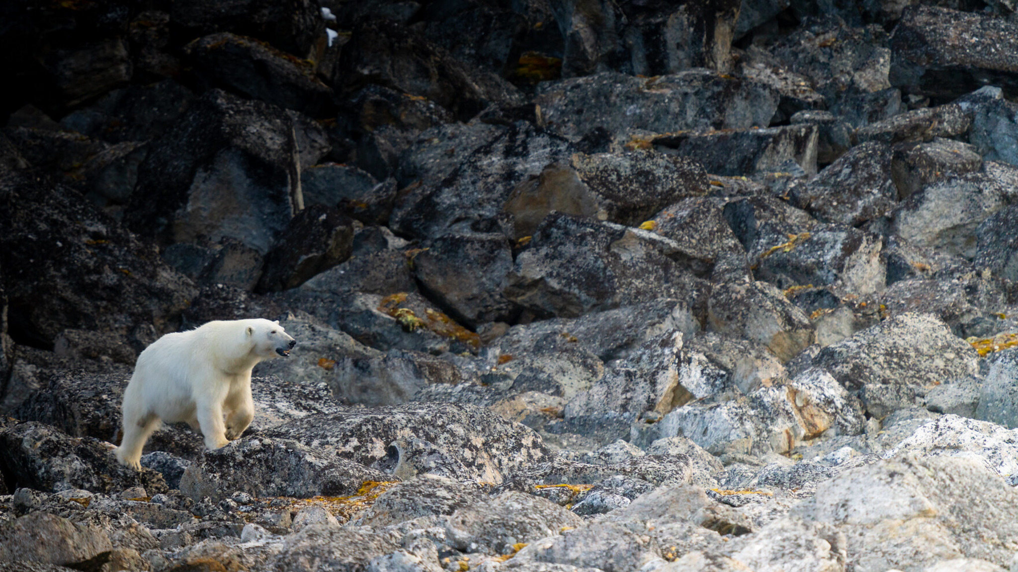 The Northwest Passage - Swoop Arctic Blog